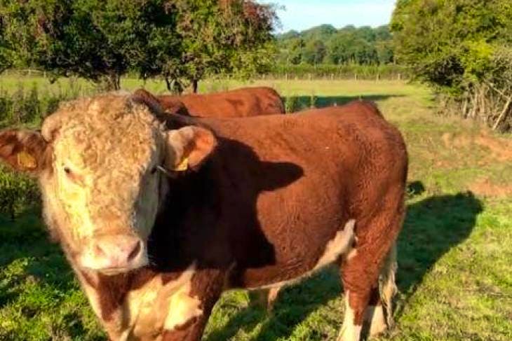 25 Red Ruby Devon Cross In-Calf Breeding Cows, Heifers, Calves with ...