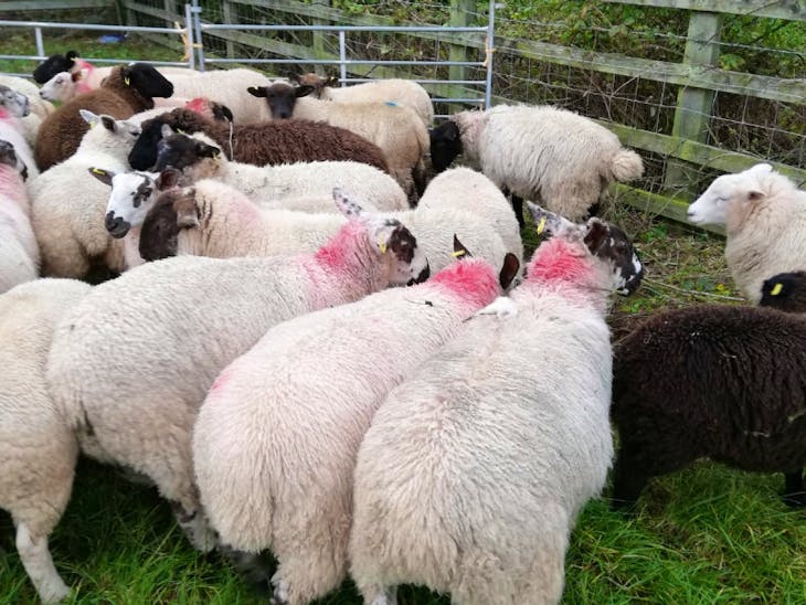 180 Texel, Suffolk, North of England Mule Cross Store Lambs ...