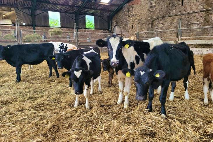 40 Holstein Friesian, Aberdeen Angus, Dairy Shorthorn, British Friesian ...