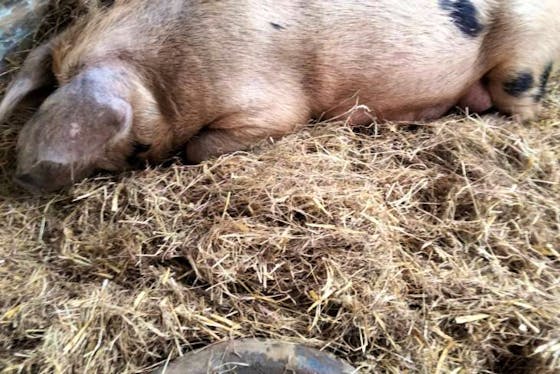 Pigs | SellMyLivestock - The Online Livestock Marketplace