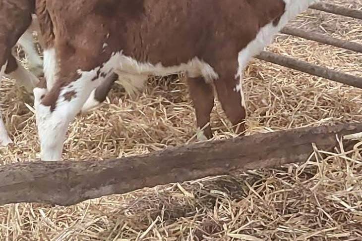 7 Simmental, Hereford, British Blue Cross Calves | SellMyLivestock ...