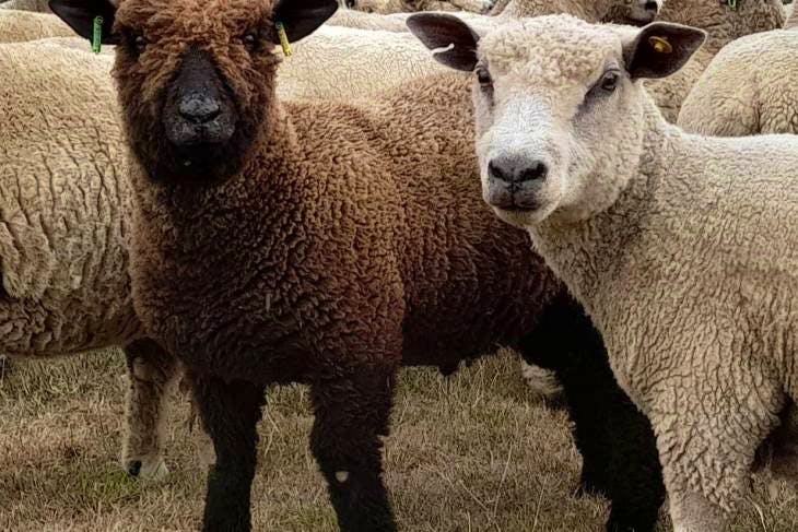 1 Pedigree Ryeland Breeding, Store Ram, Lamb | SellMyLivestock - The ...