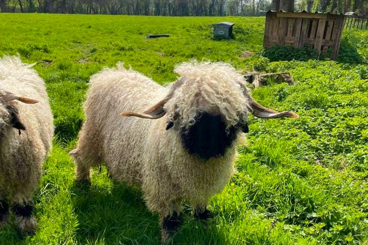1 Pedigree Valais Blacknose Breeding Ram Sellmylivestock The Online Livestock Marketplace
