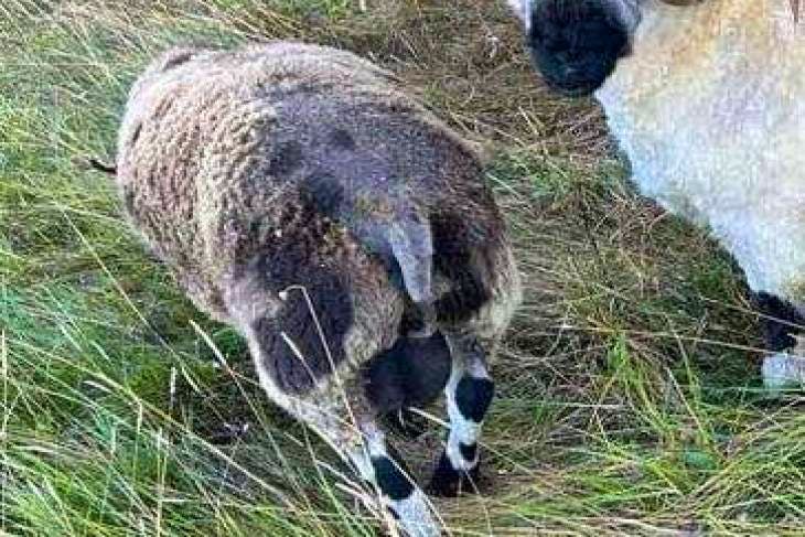 1 Pedigree Dutch Spotted Breeding Ram | SellMyLivestock - The Online ...