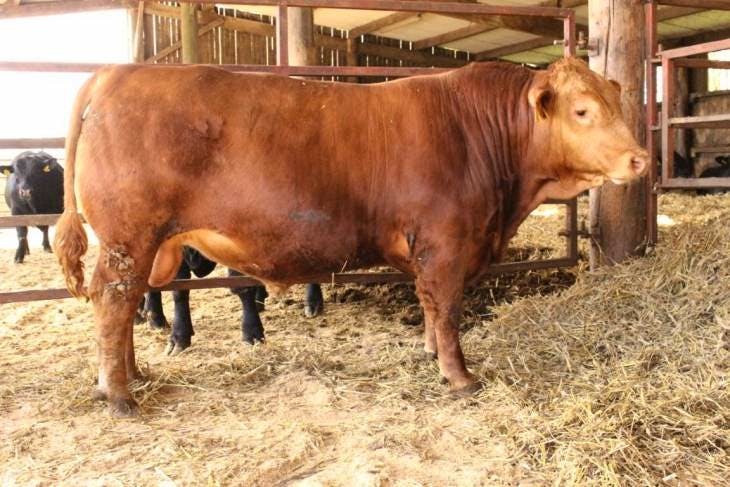 25 Pedigree Stabiliser Breeding Young Bulls | SellMyLivestock - The ...
