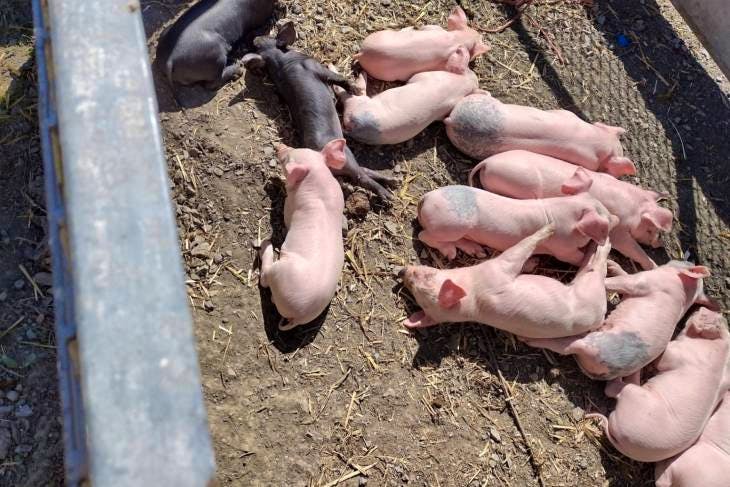 10 Large White, Welsh Cross Growing Weaners, Boars, Gilts ...