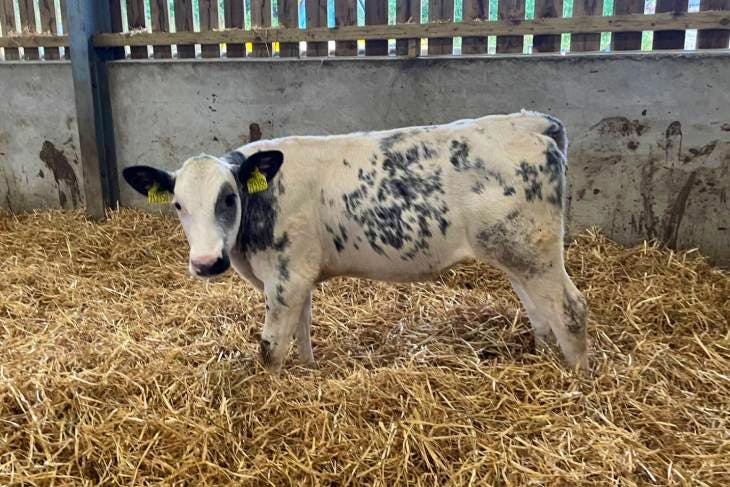 32 Charolais, British Blue Cross Calves | SellMyLivestock - The Online ...