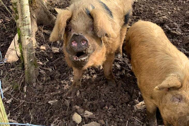 2 Pedigree Gloucestershire Old Spot Breeding Boars | SellMyLivestock ...