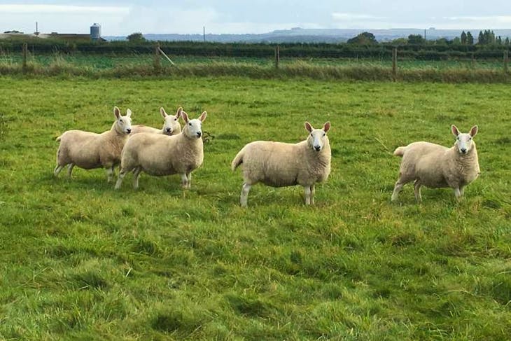 22 Scotch Halfbred Breeding Shearlings | SellMyLivestock - The Online ...