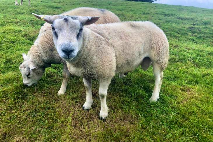 2 Texel, Beltex Cross Breeding Rams, Shearlings | SellMyLivestock - The ...