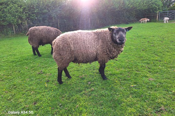 Sheep | SellMyLivestock - The Online Livestock Marketplace