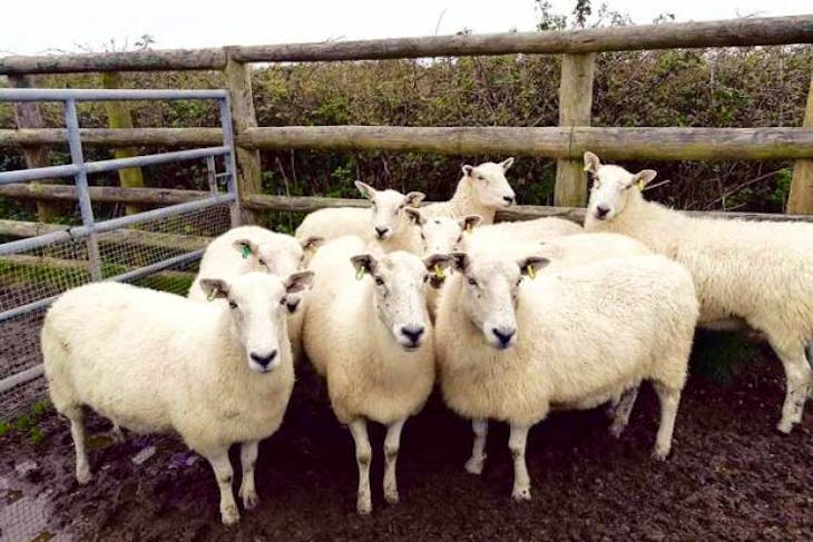 40 Welsh Mule Breeding Ewes | SellMyLivestock - The Online Livestock ...