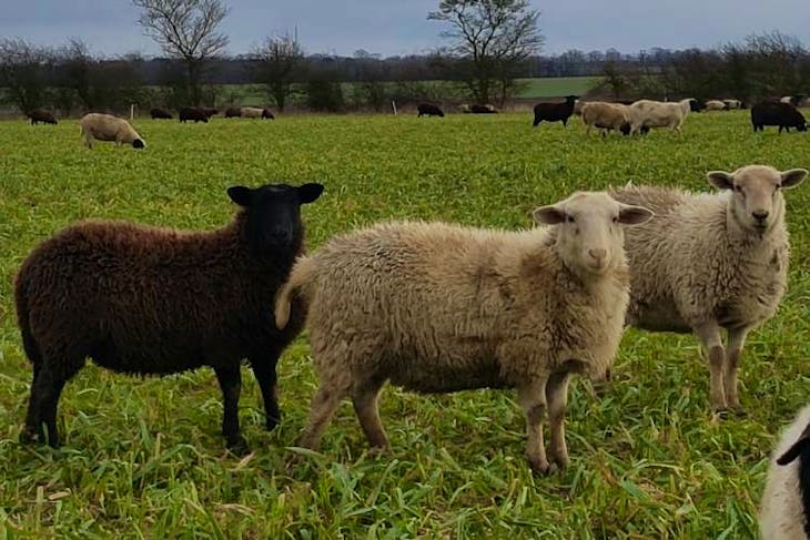 100 Dorper Cross Breeding Lambs | SellMyLivestock - The Online ...