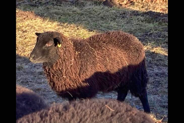 5 Pedigree Black Welsh Mountain Breeding Gimmers | SellMyLivestock ...