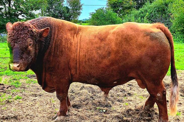 1 Pedigree North Red Ruby Devon, Red Ruby Devon Breeding Bull ...