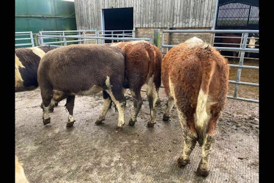 Store Cattle | SellMyLivestock - The Online Livestock Marketplace