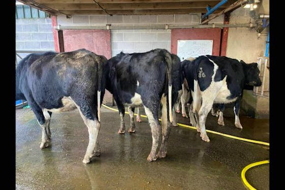 Dairy Cattle | SellMyLivestock - The Online Livestock Marketplace