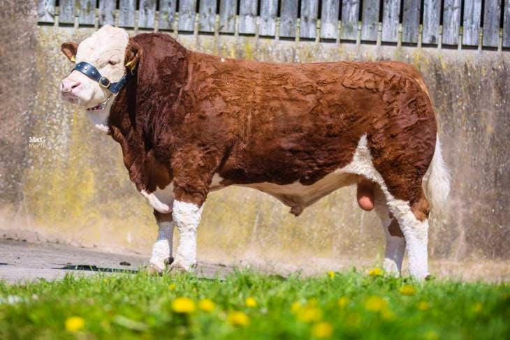1 Pedigree Simmental Breeding Bull | SellMyLivestock - The Online ...