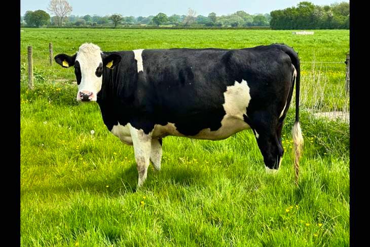 25 Holstein, Danish Red, Montbeliarde Cross In-Calf Dairy, Breeding ...