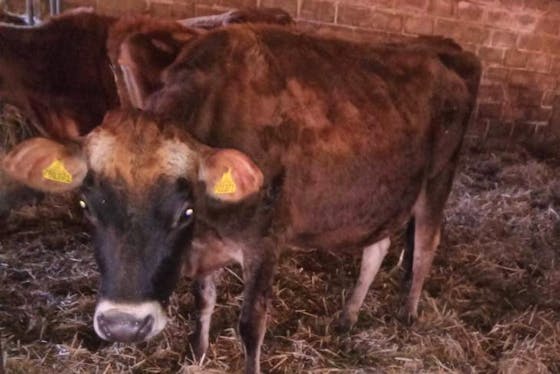 Dairy Cattle | SellMyLivestock - The Online Livestock Marketplace