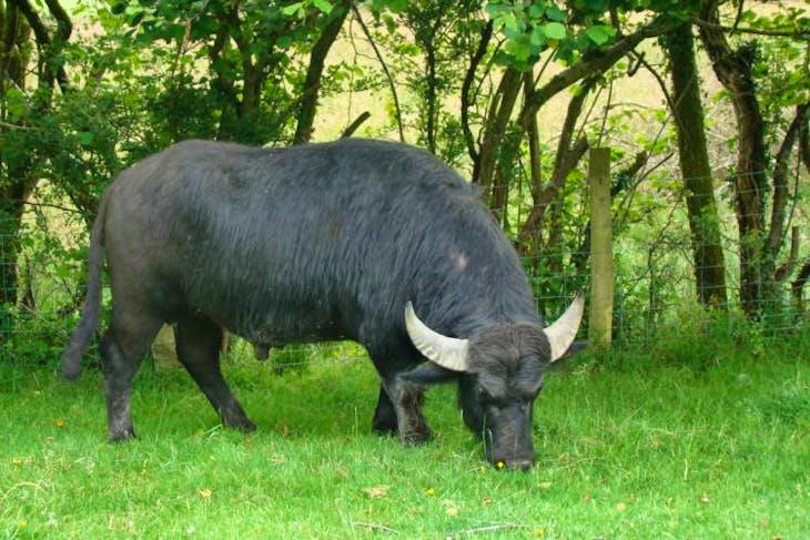 1 Water Buffalo Breeding Bull | SellMyLivestock - The Online Livestock ...