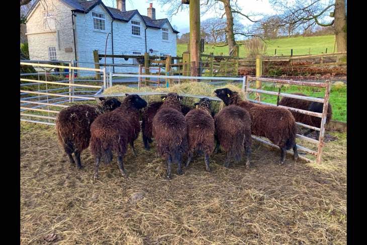 5 Pedigree Black Welsh Mountain Breeding Gimmers | SellMyLivestock ...