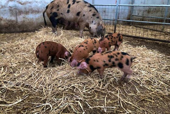Pigs | SellMyLivestock - The Online Livestock Marketplace