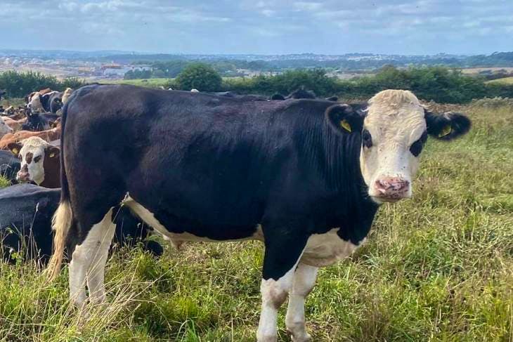 300 TB Res Aberdeen Angus, Hereford, Charolais, Red Ruby Devon, South ...