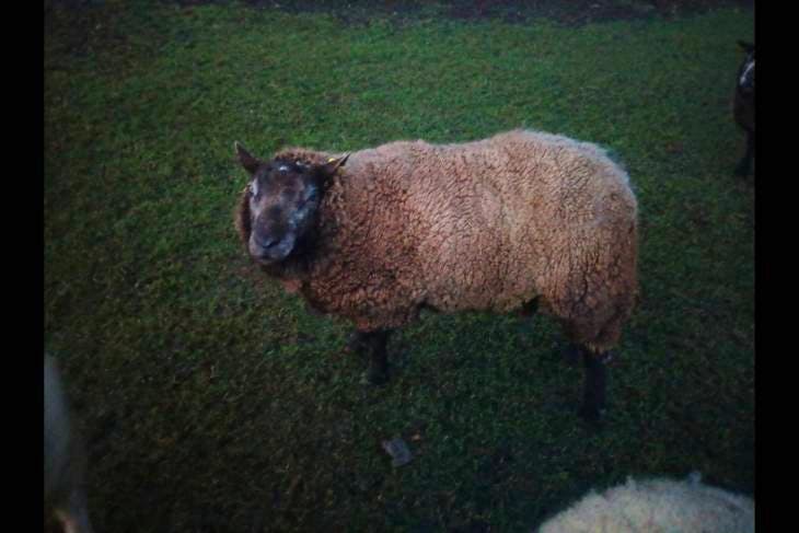 1 Pedigree Blue Texel Breeding Ram | SellMyLivestock - The Online ...