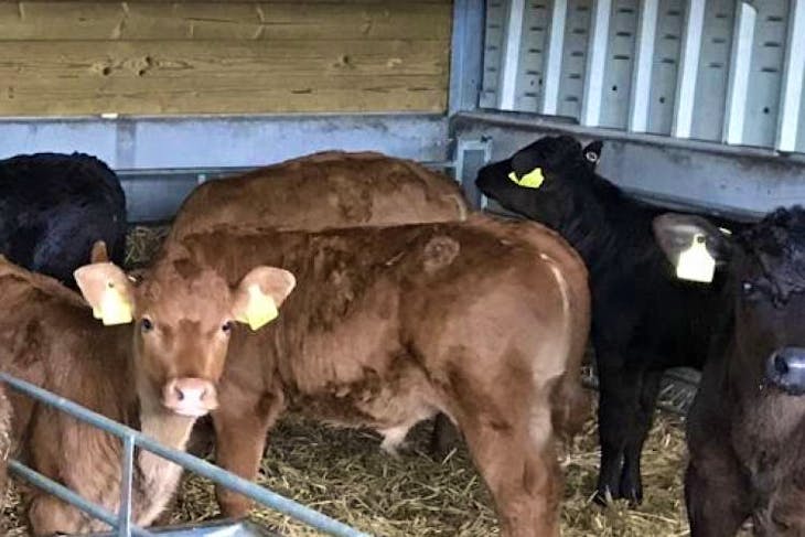 50 Aberdeen Angus, British Blue, Belted Galloway, Hereford, Holstein ...