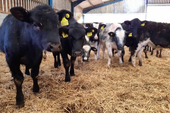 Blade Farming | SellMyLivestock - The Online Livestock Marketplace