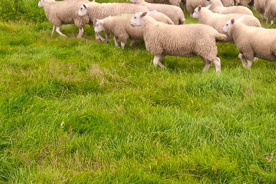 Sheep | SellMyLivestock - The Online Livestock Marketplace