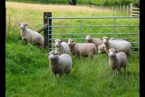 Sheep | SellMyLivestock - The Online Livestock Marketplace