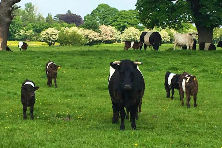 30 Belted Welsh Black Breeding Cows | SellMyLivestock - The Online ...
