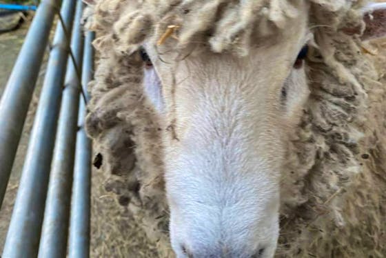 Sheep | SellMyLivestock - The Online Livestock Marketplace