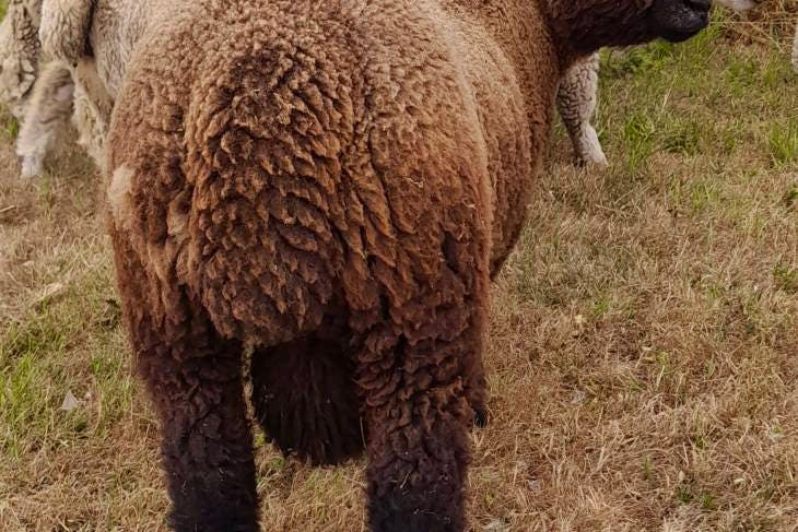 1 Pedigree Ryeland Breeding, Store Ram, Lamb | SellMyLivestock - The ...