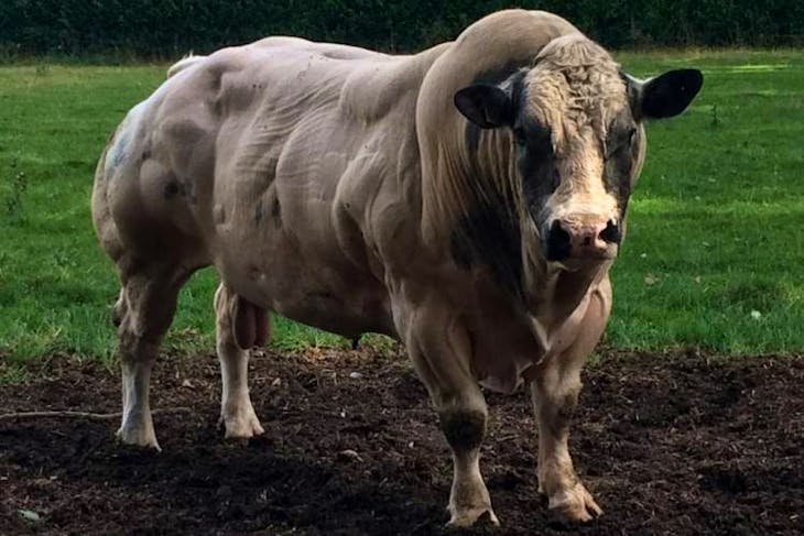 1 Pedigree British Blue Breeding Bull | SellMyLivestock - The Online ...