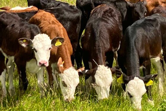 Everything | SellMyLivestock - The Online Livestock Marketplace