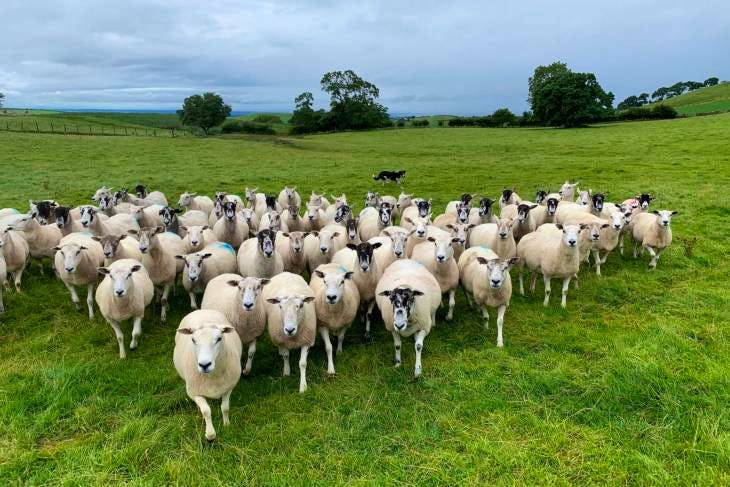 120 Abertex, North of England Mule Cross Breeding Ewes ...