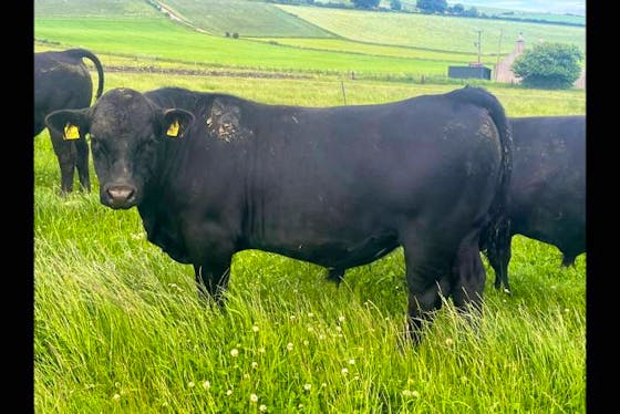 Stabiliser Cattle Company | SellMyLivestock - The Online Livestock ...