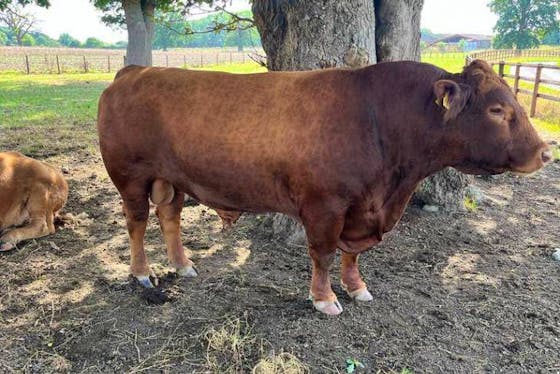 Stabiliser Cattle Company | SellMyLivestock - The Online Livestock ...