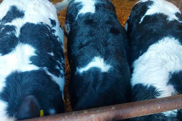 6 Limousin, British Blue Cross Calves | SellMyLivestock - The Online ...