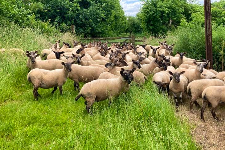 75 Scotch Halfbred Cross Breeding Shearlings, Ewes | SellMyLivestock ...