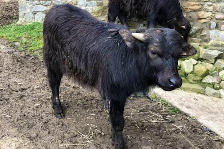 2 Water Buffalo Breeding Calves, Dairy Females, Heifers ...