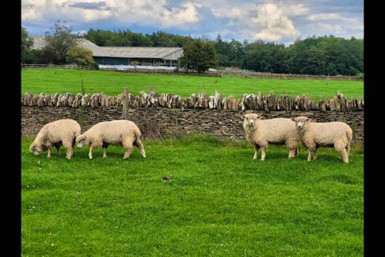 Sheep | SellMyLivestock - The Online Livestock Marketplace