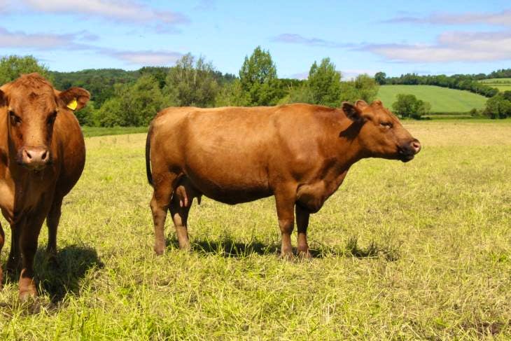 57 Stabiliser Breeding Cows | SellMyLivestock - The Online Livestock ...