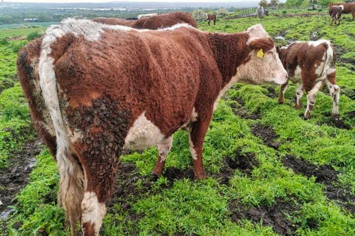 10 Highland, Aberdeen Angus, South Devon, Hereford, Longhorn Cross In ...