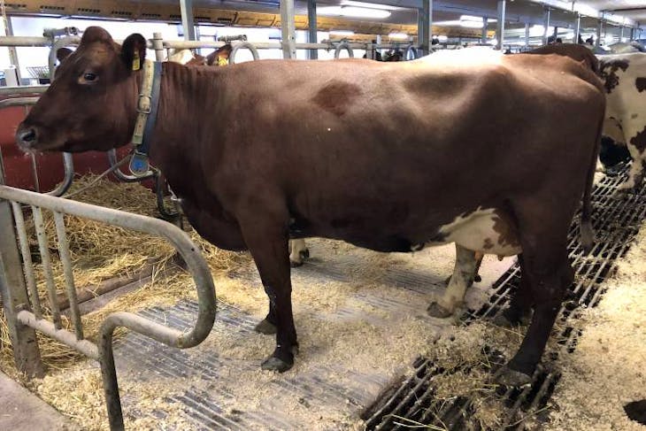 70 Swedish Red, Swedish Red & White In-Calf Breeding Heifers ...