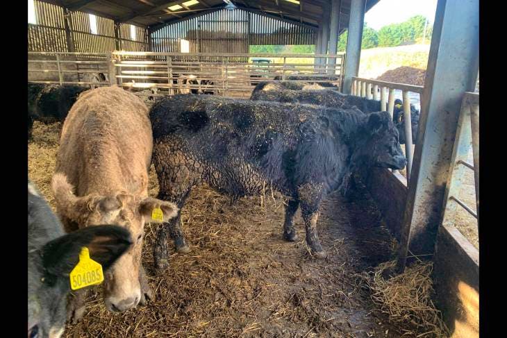 45 Simmental, Limousin, Charolais, British Blue Cross Store Steers ...
