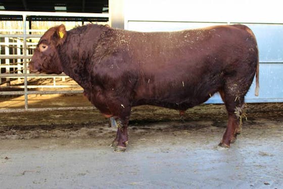 Stabiliser Cattle Company | SellMyLivestock - The Online Livestock ...